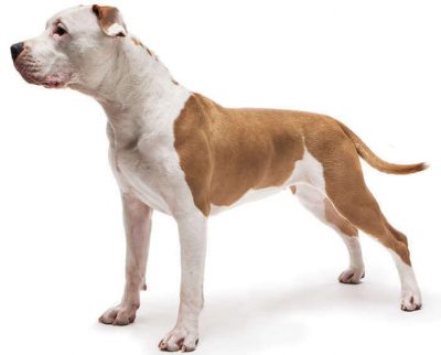 Amerikiečių Stafordšyro terjeras | Lietuvos terjerų mėgėjų klubas